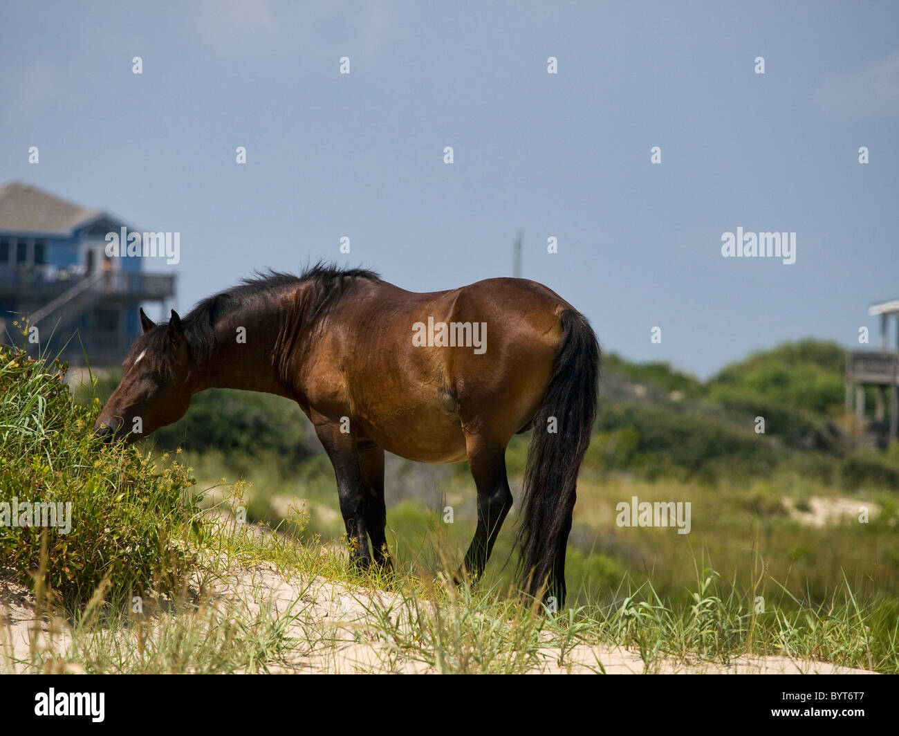 Wild Stallion grazes on sea grass in North Carolina's Outer Banks ...