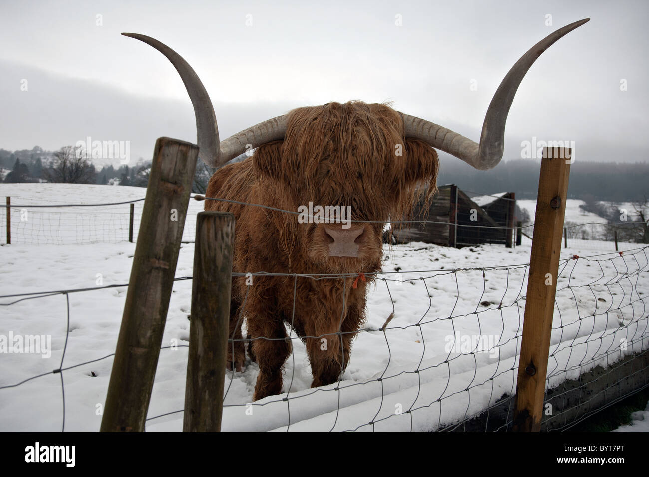 Hamish higland cow kilmahog hi-res stock photography and images - Alamy