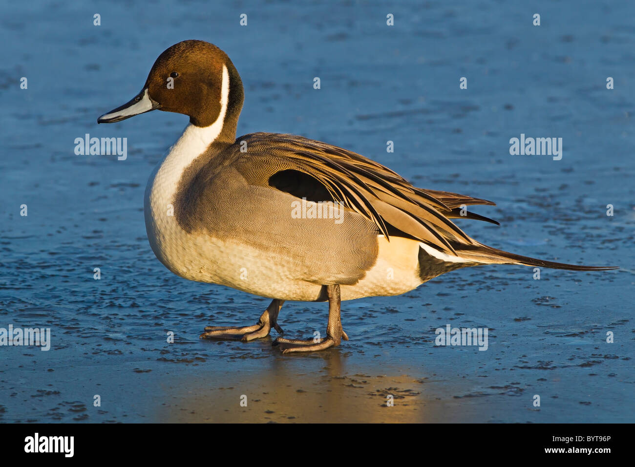 Drake pintail hi-res stock photography and images - Alamy