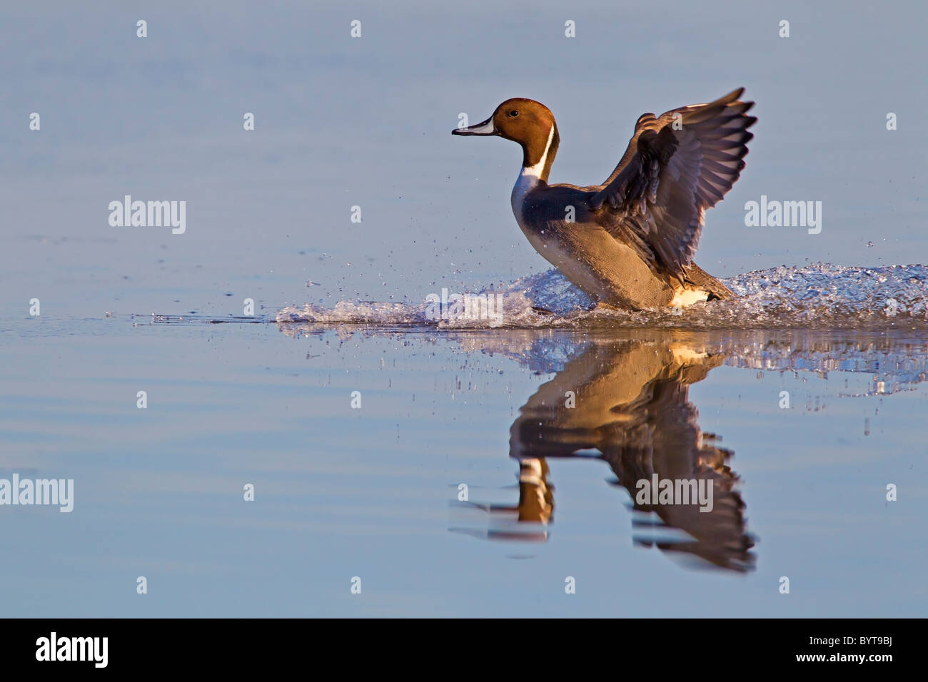 Ducks Landing On Water
