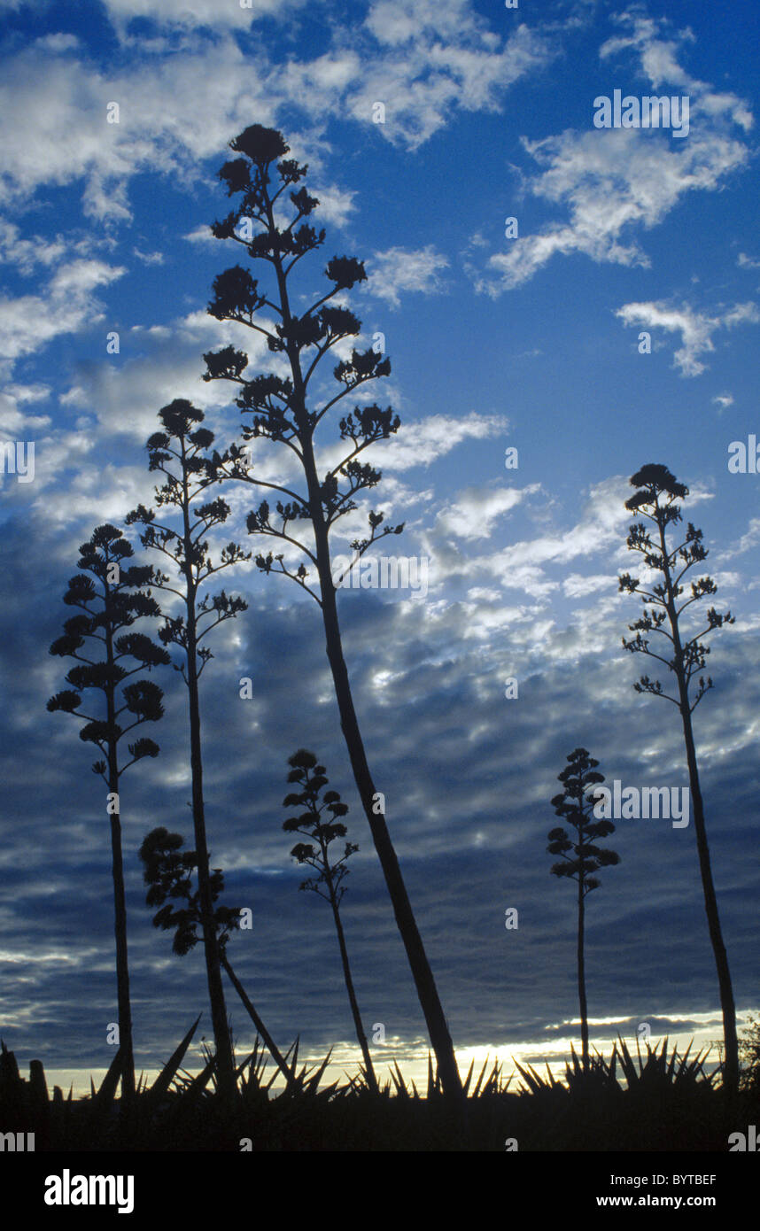 Sisal agave sisalana plantation hi-res stock photography and images - Alamy