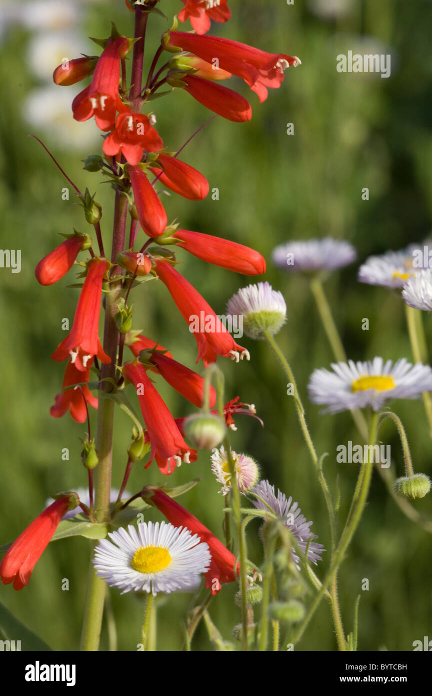 Justicia candicans hi-res stock photography and images - Alamy