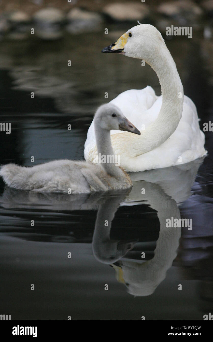 * SWAN LAKE A baby bird bobs along the water with its swan parents in tow. After a whole month ...