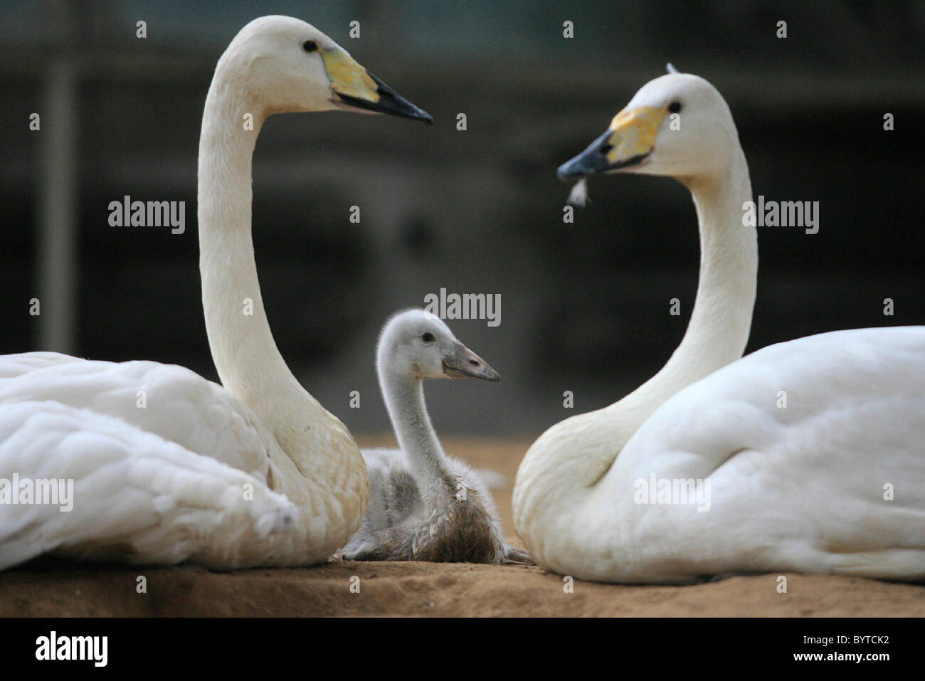 * SWAN LAKE A baby bird bobs along the water with its swan parents in tow. After a whole month ...
