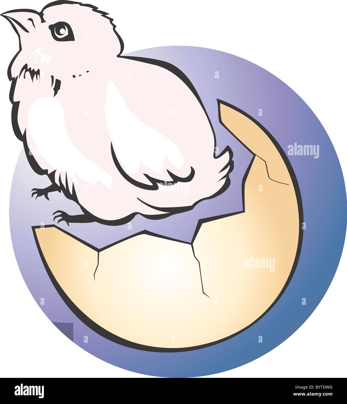 Chicken coming out of egg hi-res stock photography and images - Alamy