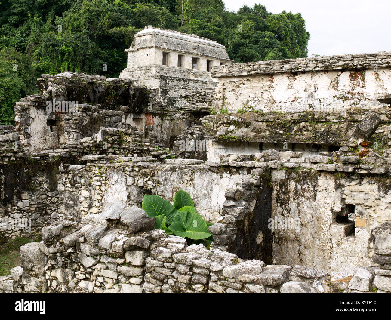 Ruins of Palenque,Chiapas,Mexico Stock Photo - Alamy