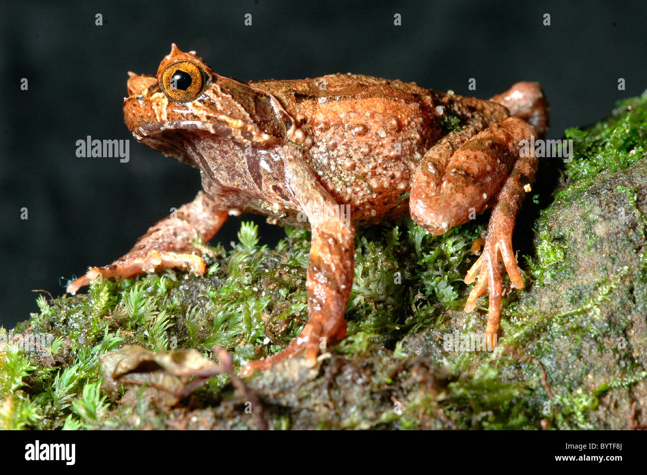 Kinabalu Litter Frog Megophrys baluensis Stock Photo - Alamy