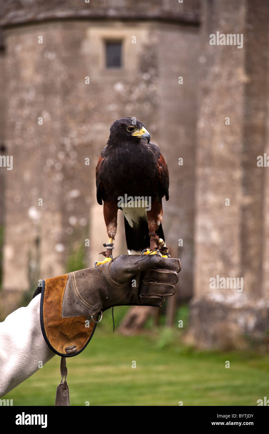 harris hawk falcon bird of prey falconer falconry Stock Photo - Alamy
