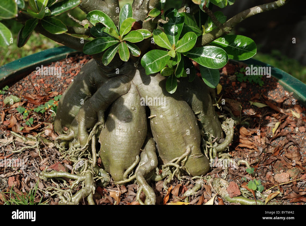 Colocasia root hi-res stock photography and images - Alamy