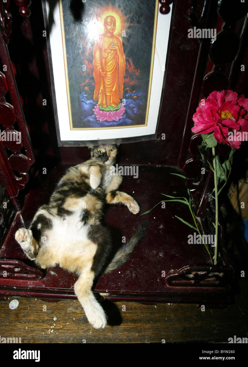 * CATS SAVED FROM STEW A staggering 860 cats have been rescued from the ...