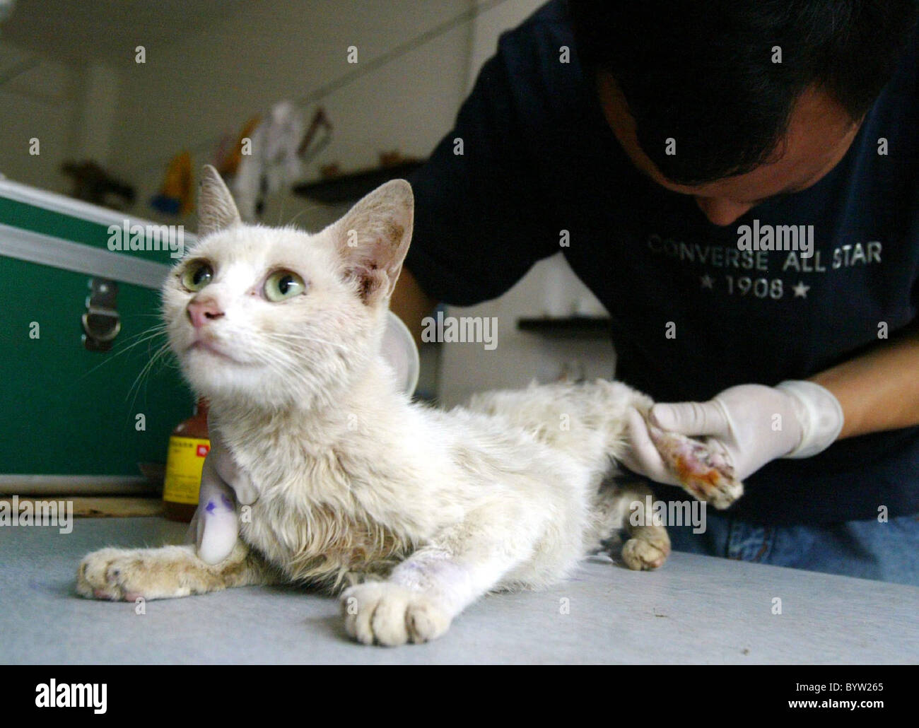 * CATS SAVED FROM STEW A staggering 860 cats have been rescued from the ...