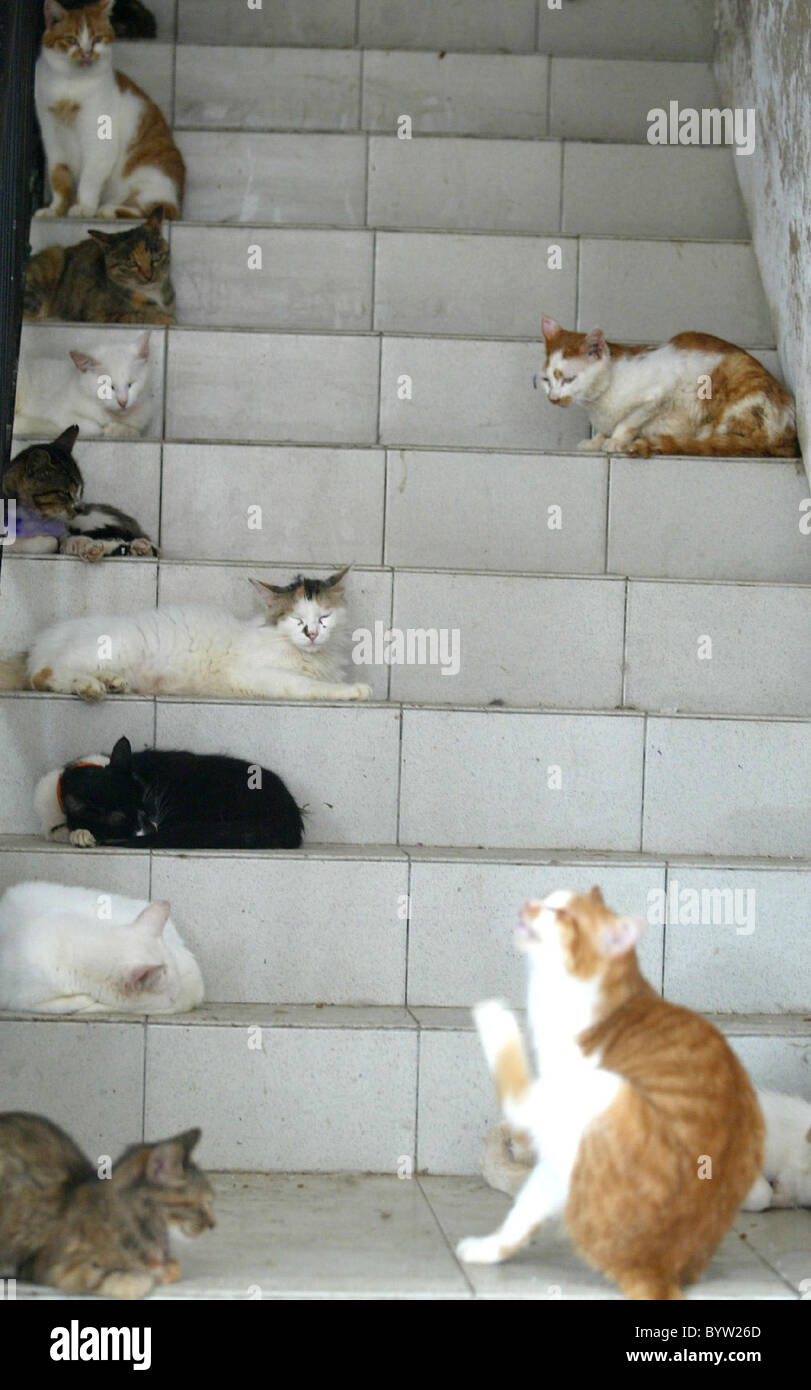 * CATS SAVED FROM STEW A staggering 860 cats have been rescued from the ...