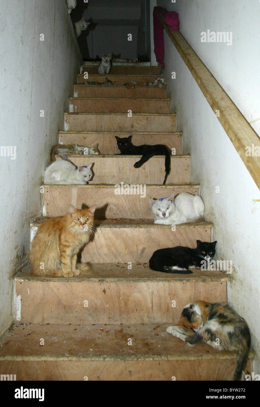 * CATS SAVED FROM STEW A staggering 860 cats have been rescued from the ...