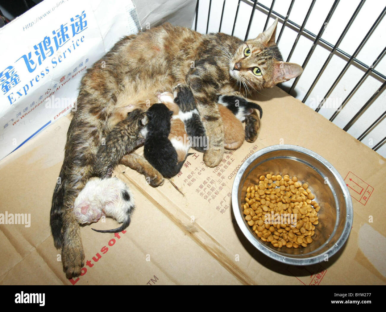 * CATS SAVED FROM STEW A staggering 860 cats have been rescued from the ...