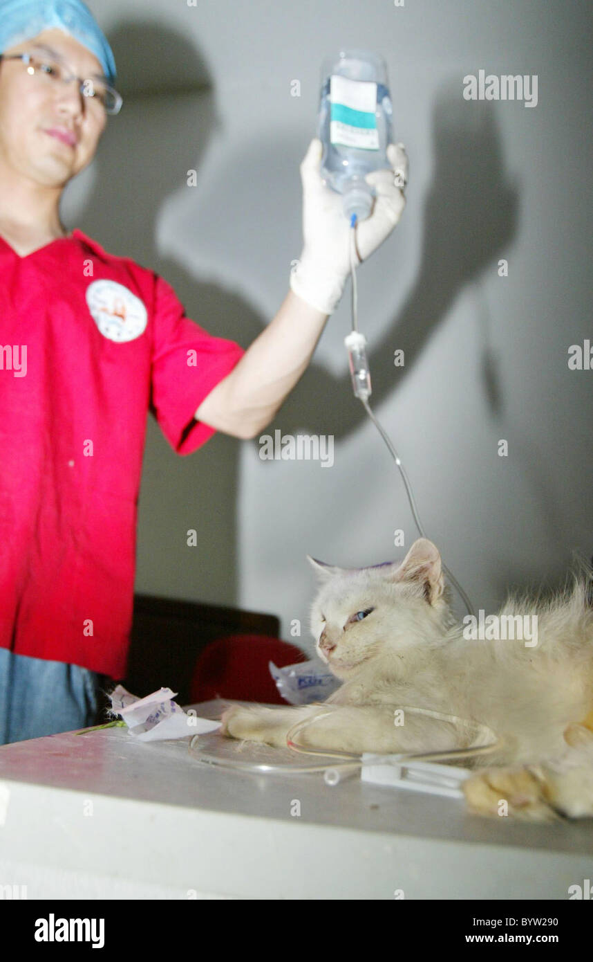 * CATS SAVED FROM STEW A staggering 860 cats have been rescued from the ...