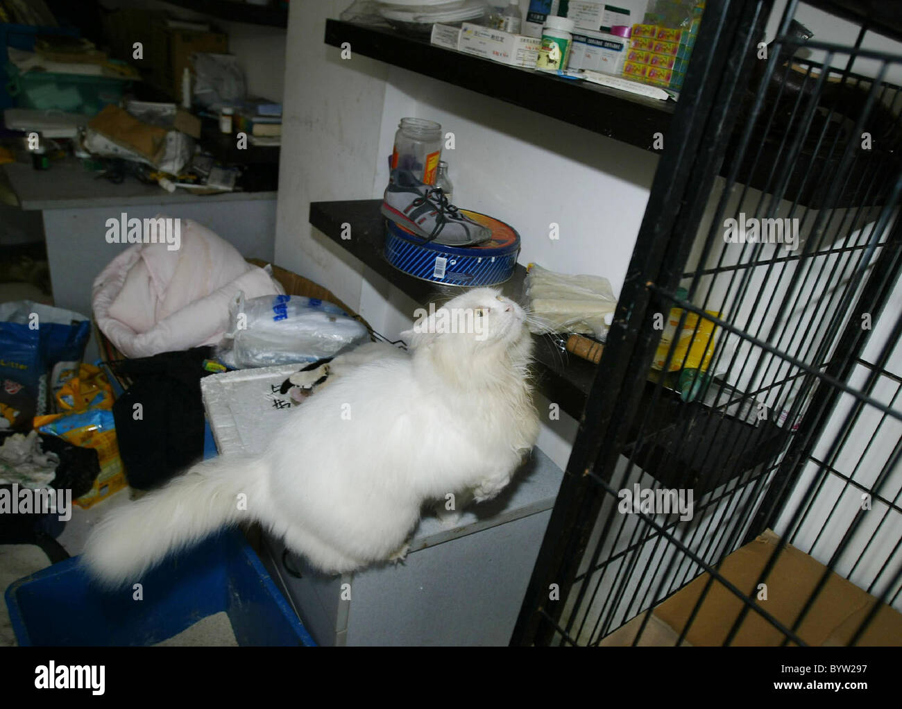 * CATS SAVED FROM STEW A staggering 860 cats have been rescued from the ...