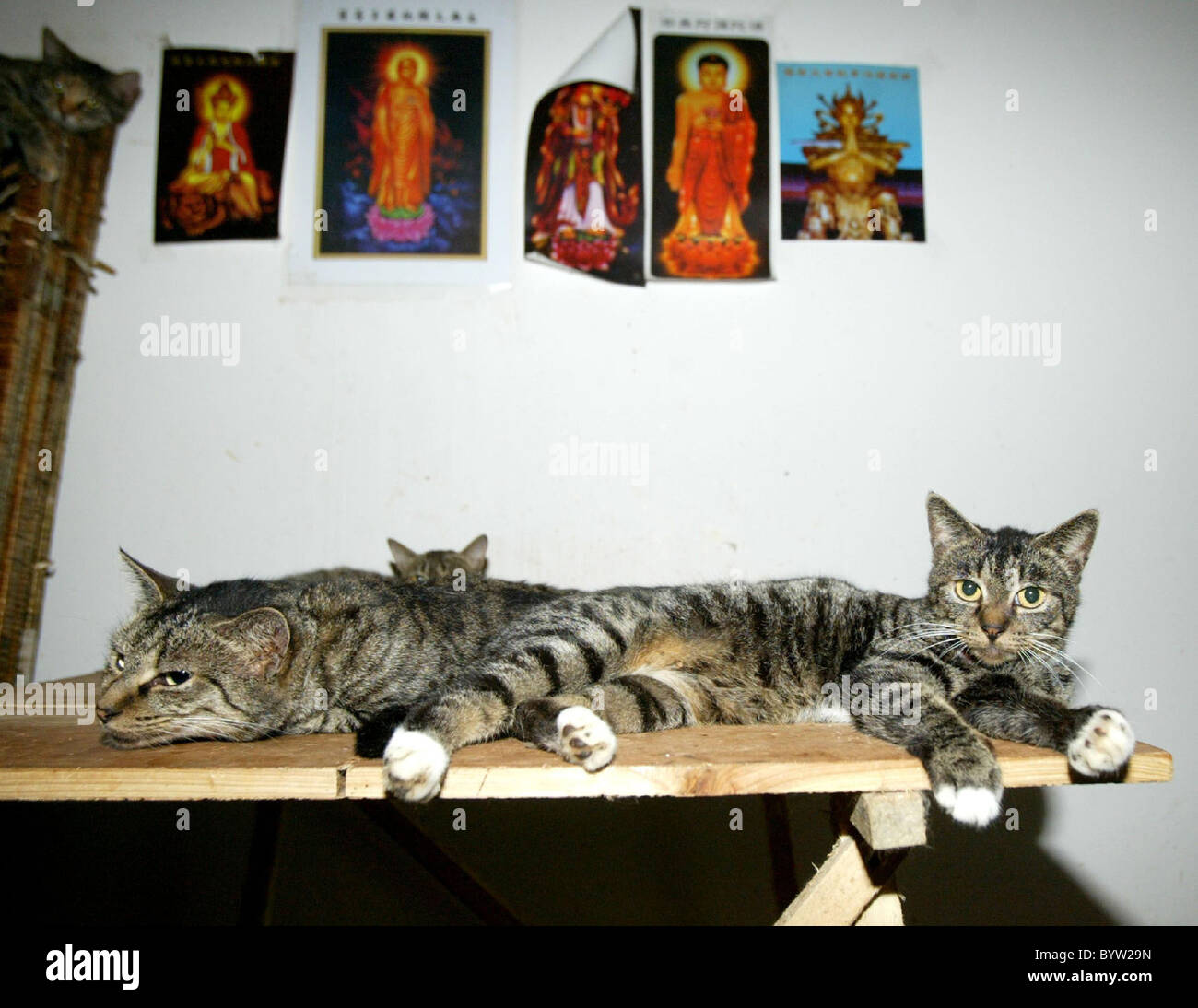 * CATS SAVED FROM STEW A staggering 860 cats have been rescued from the ...