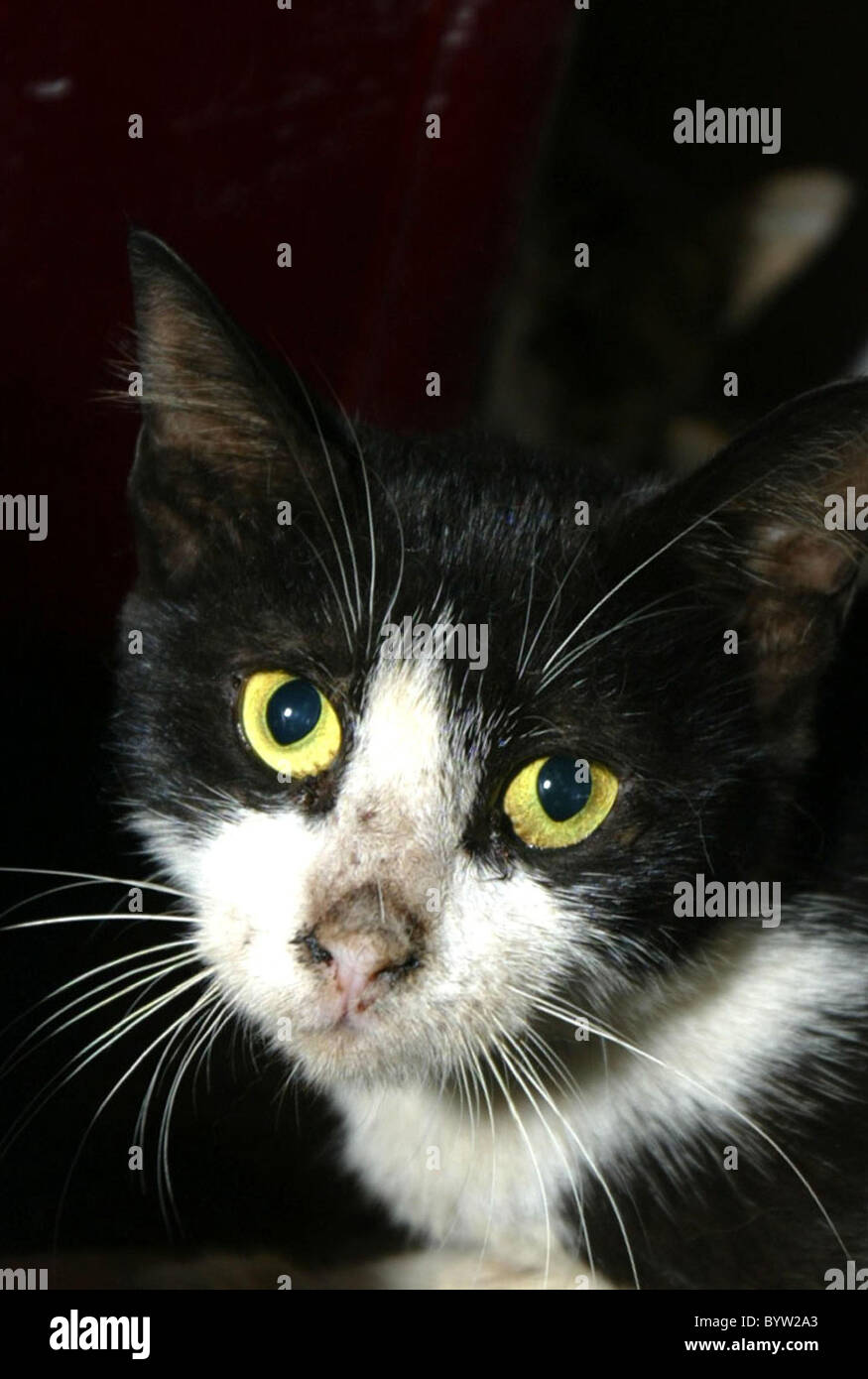 * CATS SAVED FROM STEW A staggering 860 cats have been rescued from the ...