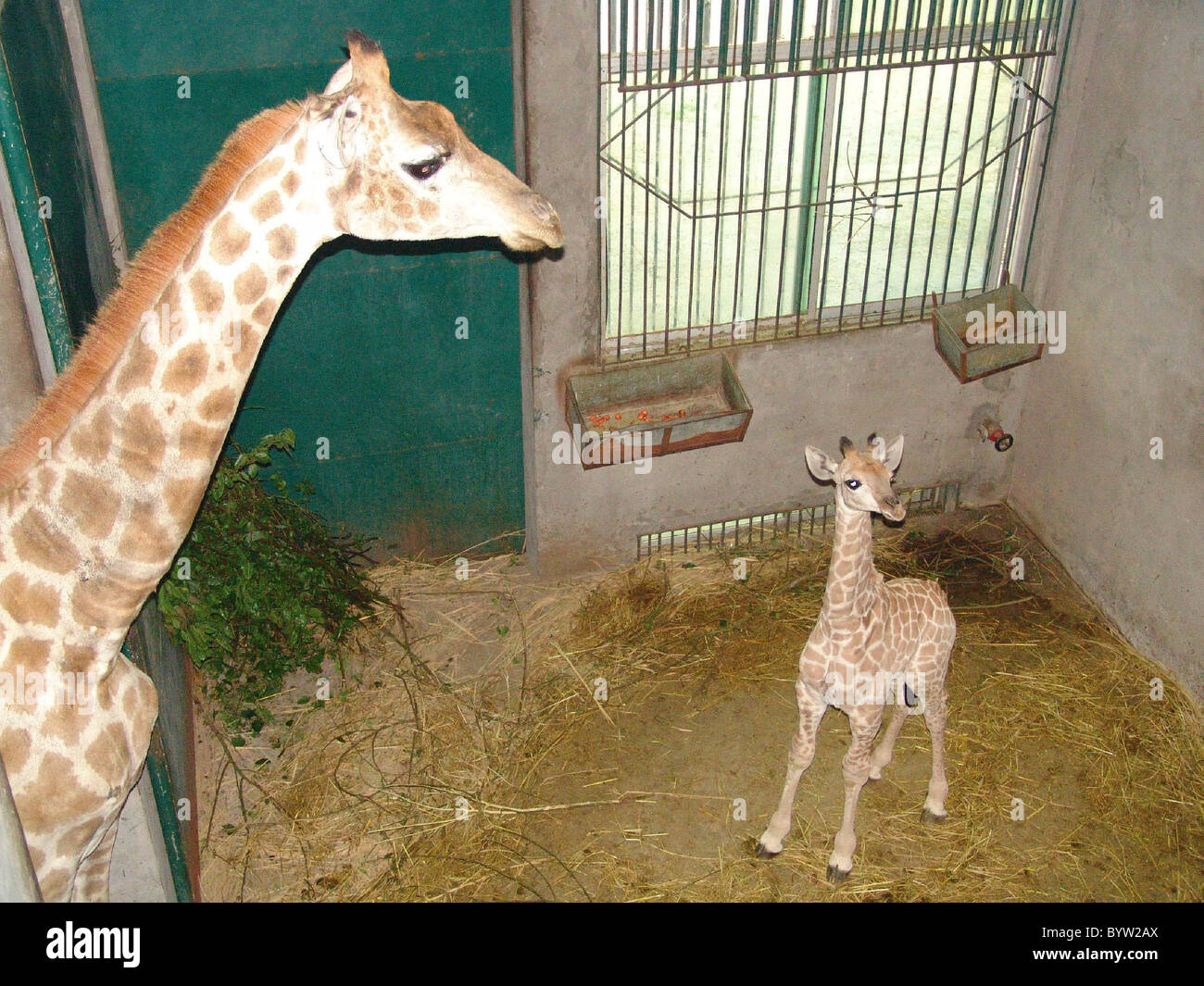 * NECK AND NECK These giraffes are up to their necks in fun as they ...