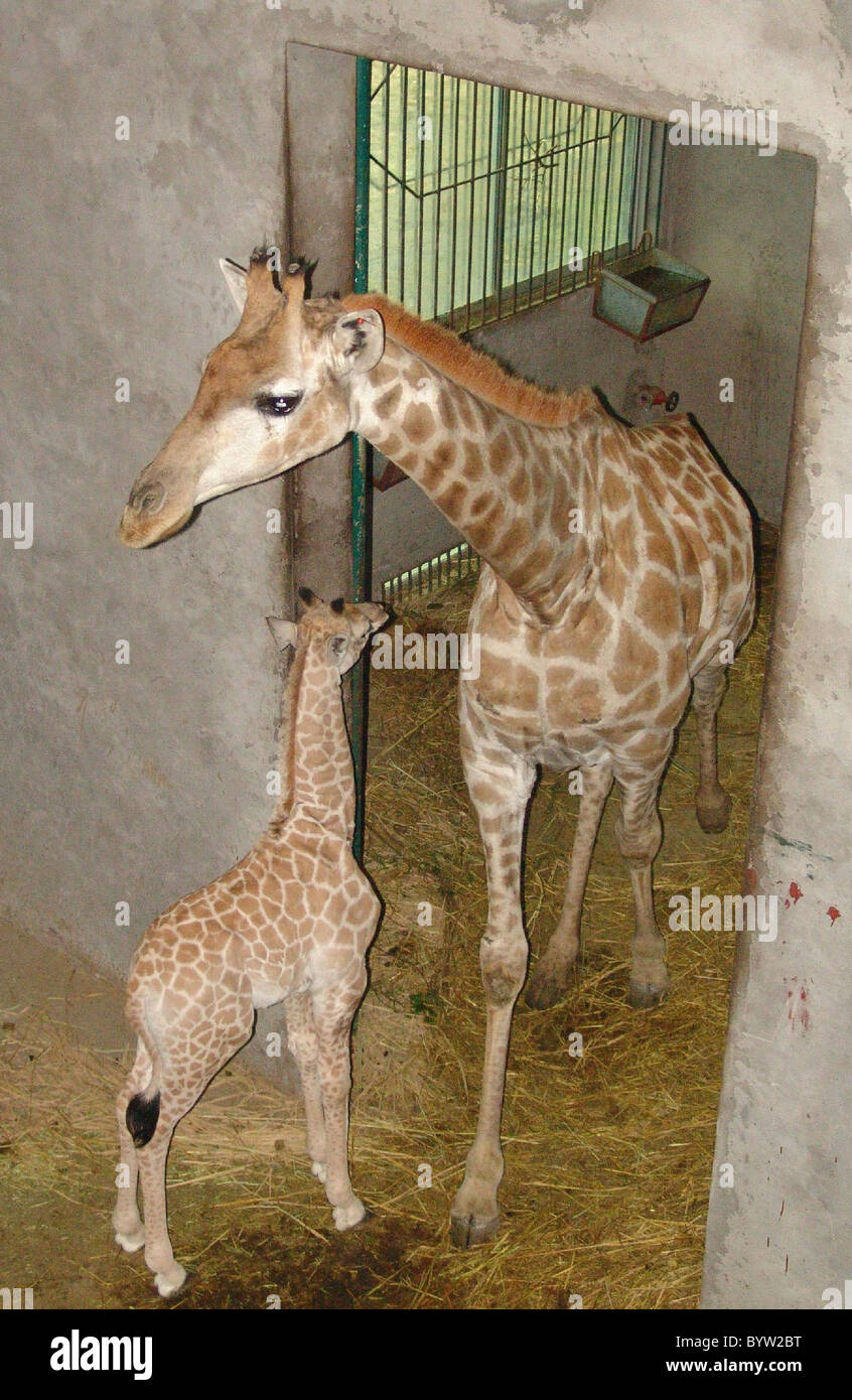 * NECK AND NECK These giraffes are up to their necks in fun as they ...