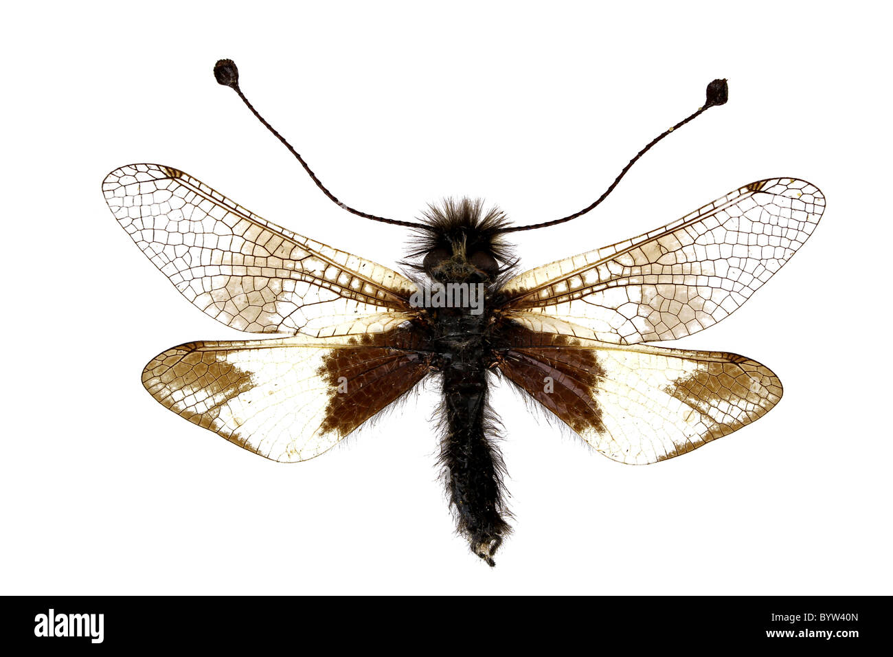 Male of Libelloides lacteus (owlfly) isolated on white background Stock ...