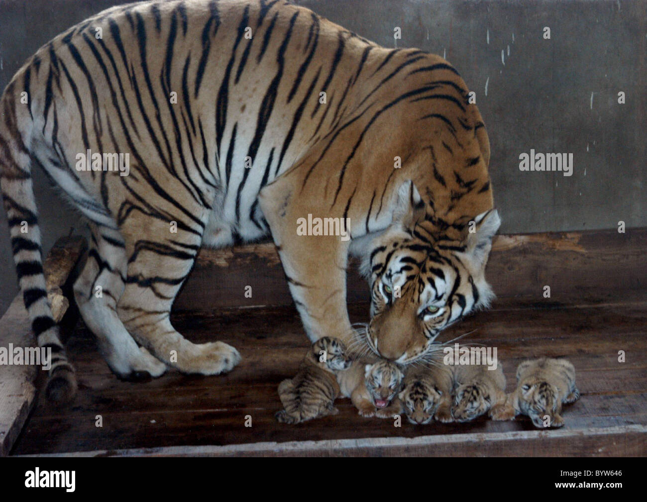 THE CAT'S MOTHER Oh dear, looks like these wild cats have confused ...