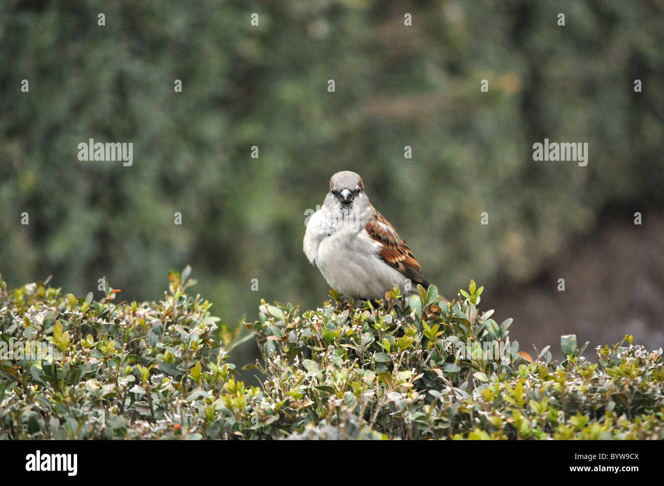 A little sparrow Stock Photo - Alamy