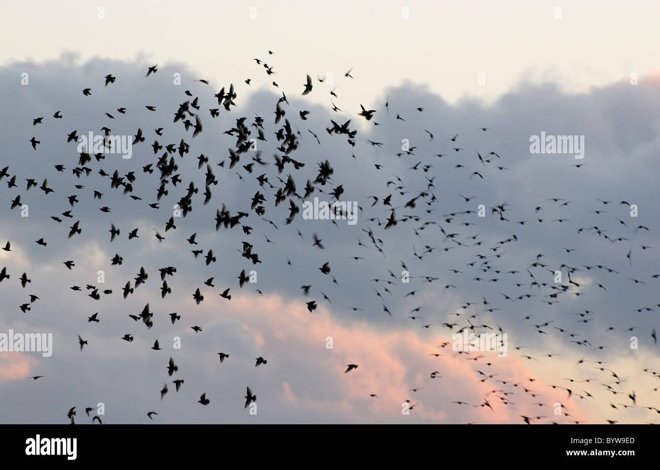 Starlings gathering to roost at Conwy RSPB reserve Stock Photo - Alamy