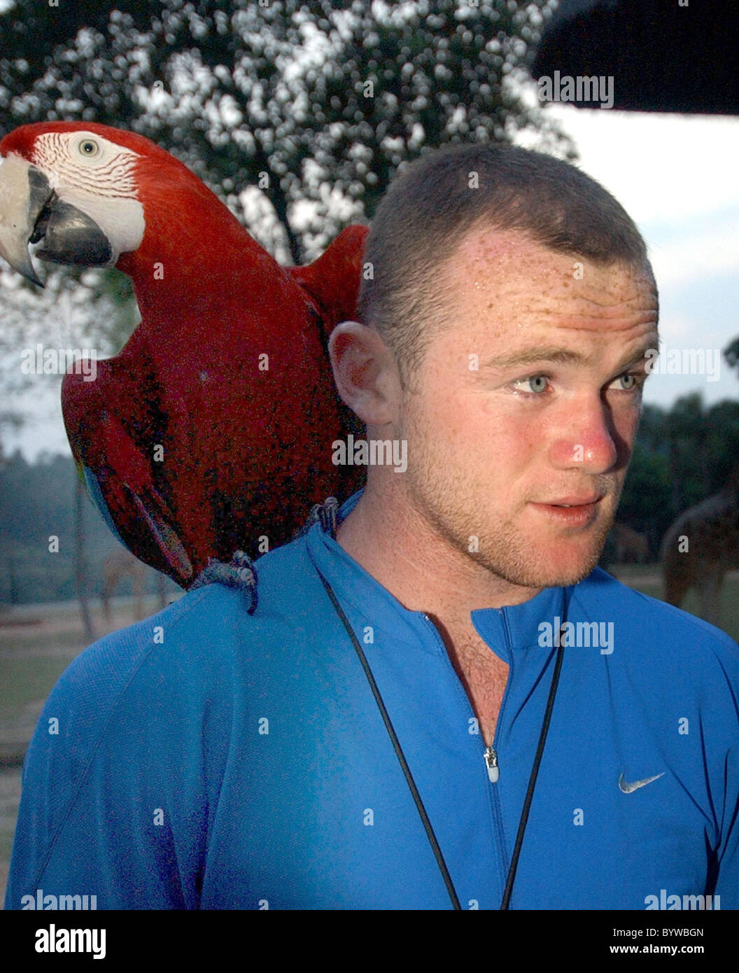Wayne Rooney with a parrot standing on his shoulder on a visit to ...