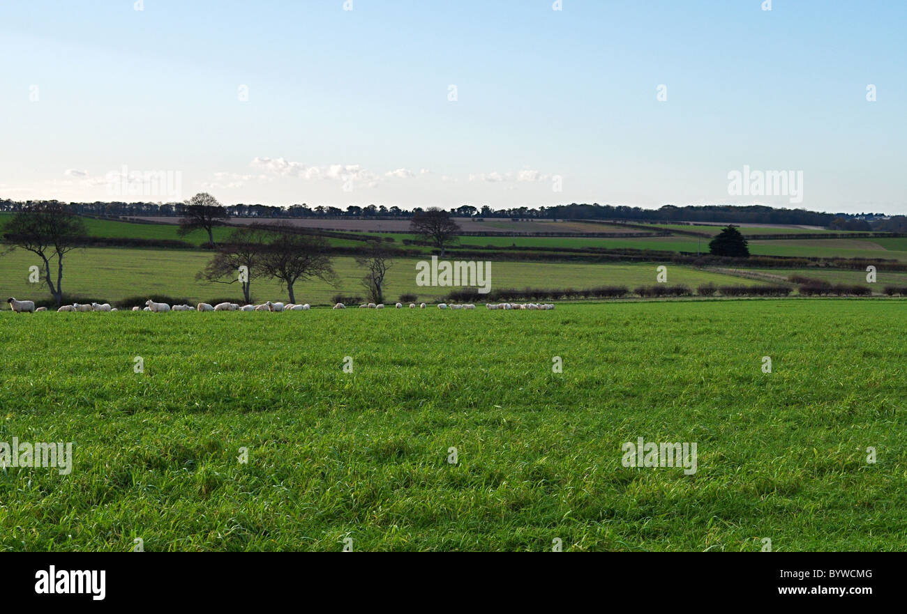 Rural east anglia hi-res stock photography and images - Alamy
