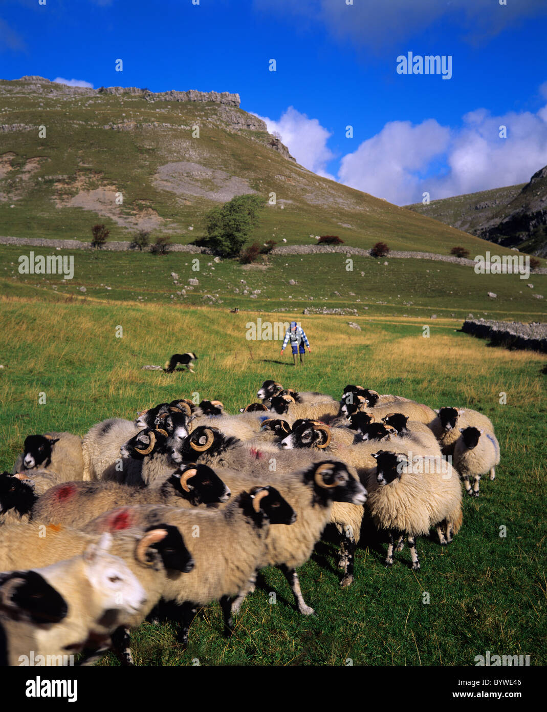 Dales Bred High Resolution Stock Photography and Images - Alamy