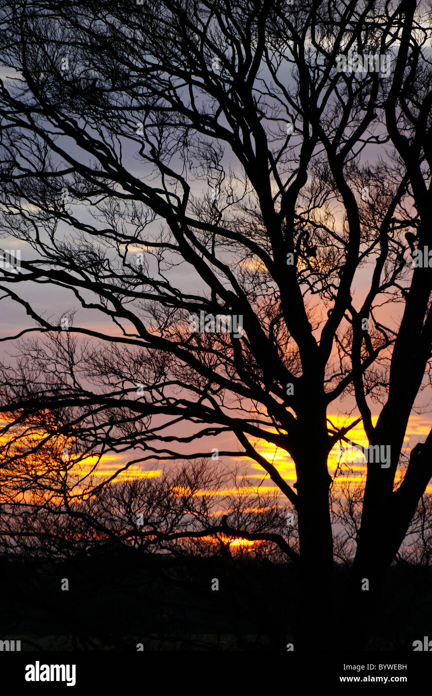 Beech Tree Silhouette High Resolution Stock Photography and Images - Alamy
