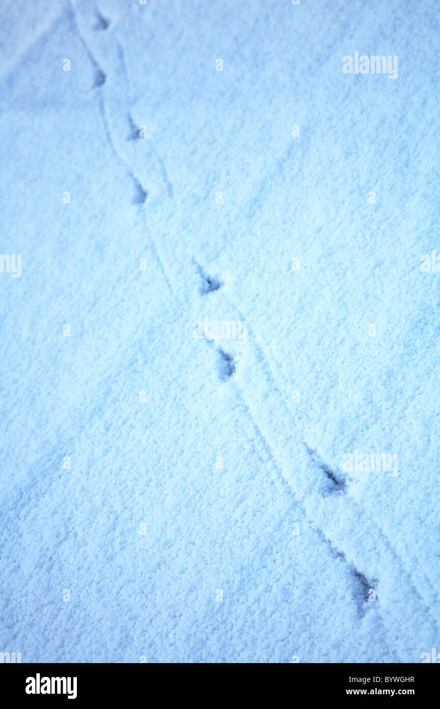 Bird footprint hi-res stock photography and images - Alamy