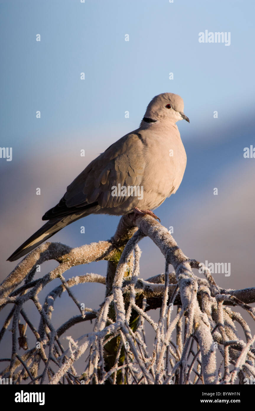 Black collared dove hi-res stock photography and images - Alamy