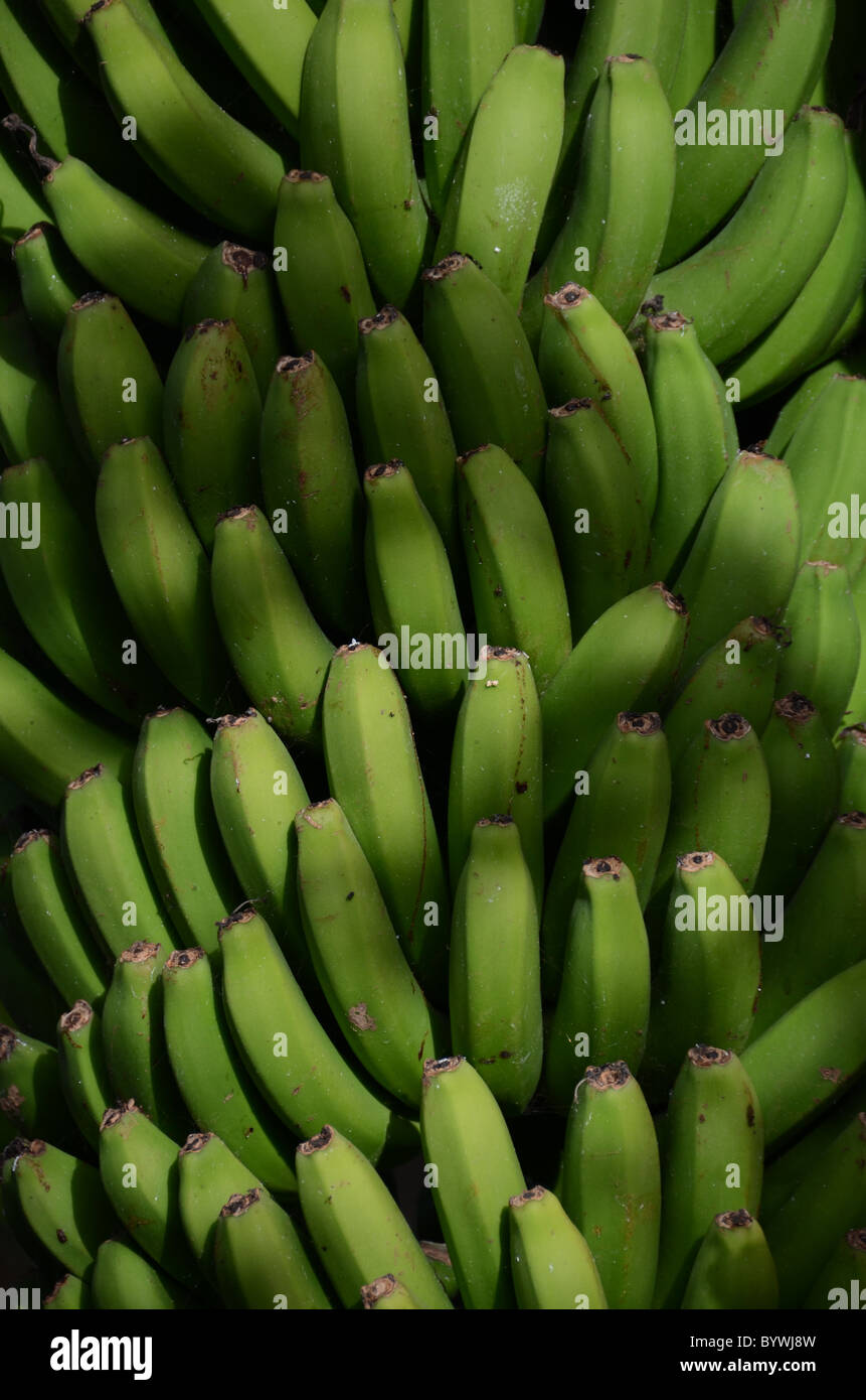 Banana Cluster High Resolution Stock Photography and Images - Alamy