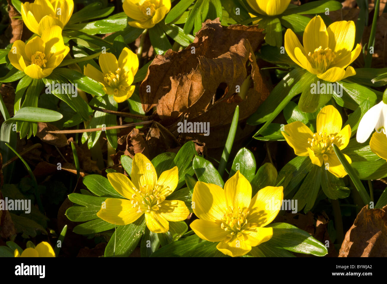 Aconites hi-res stock photography and images - Alamy