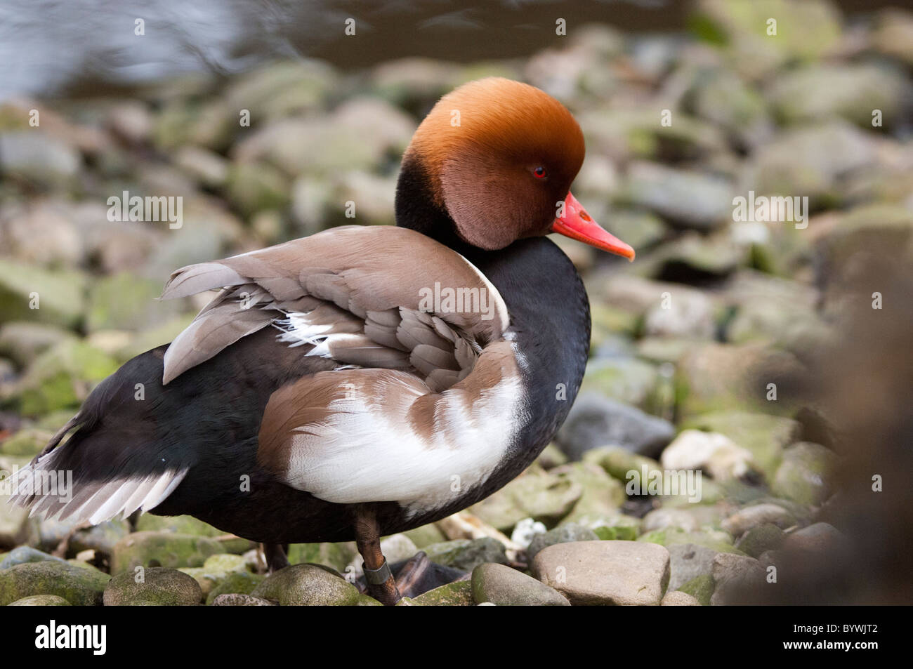 Red-crested Pochard (Netta rufina), adult male standing Stock Photo - Alamy