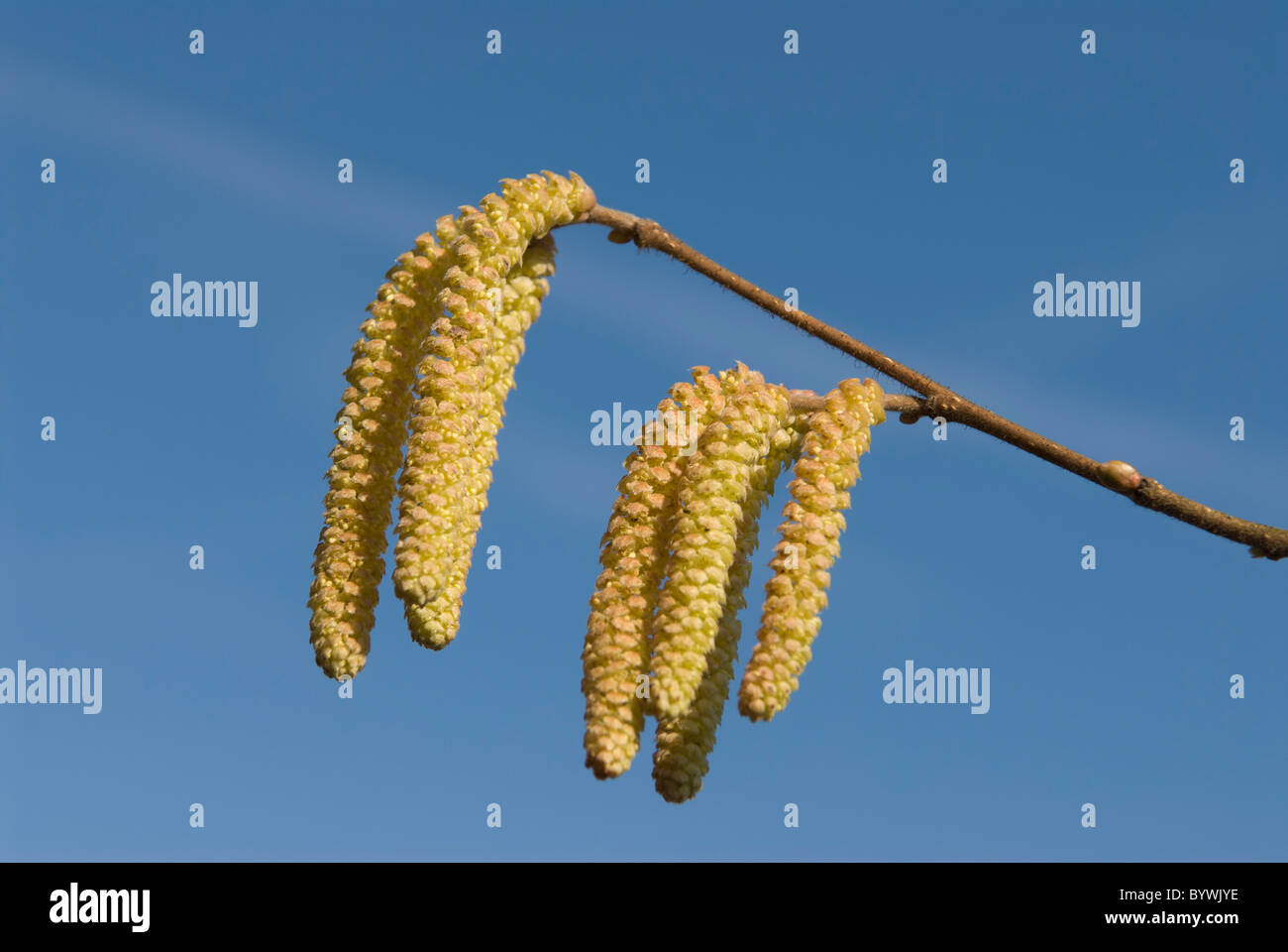 Common hazel male catkin hi-res stock photography and images - Alamy