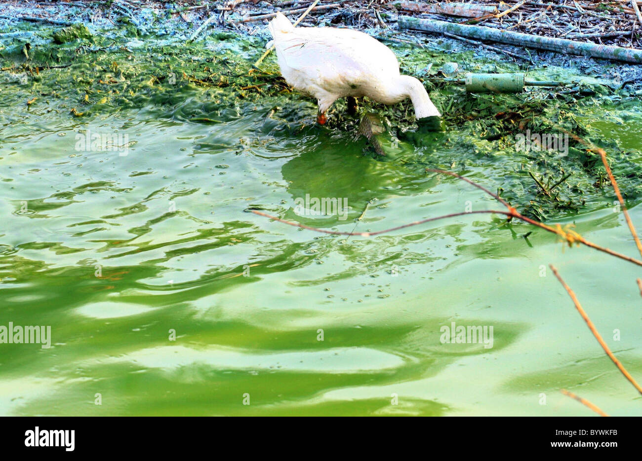 * SWAMP THING Residents of the Chinese city of Wuxi, Jiangsu are ...