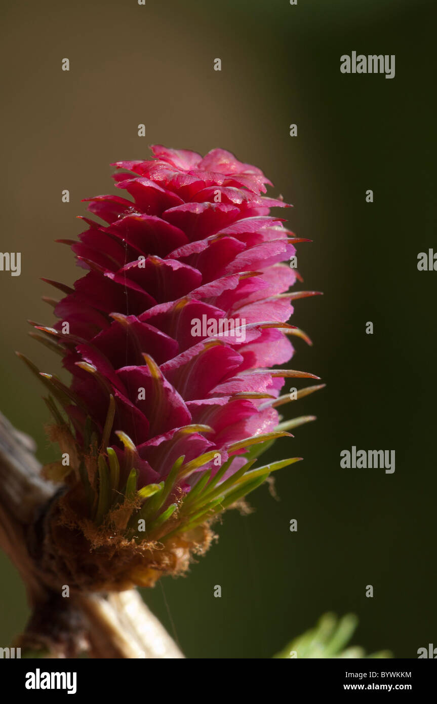 Female flower of larch larix decidua hi-res stock photography and ...