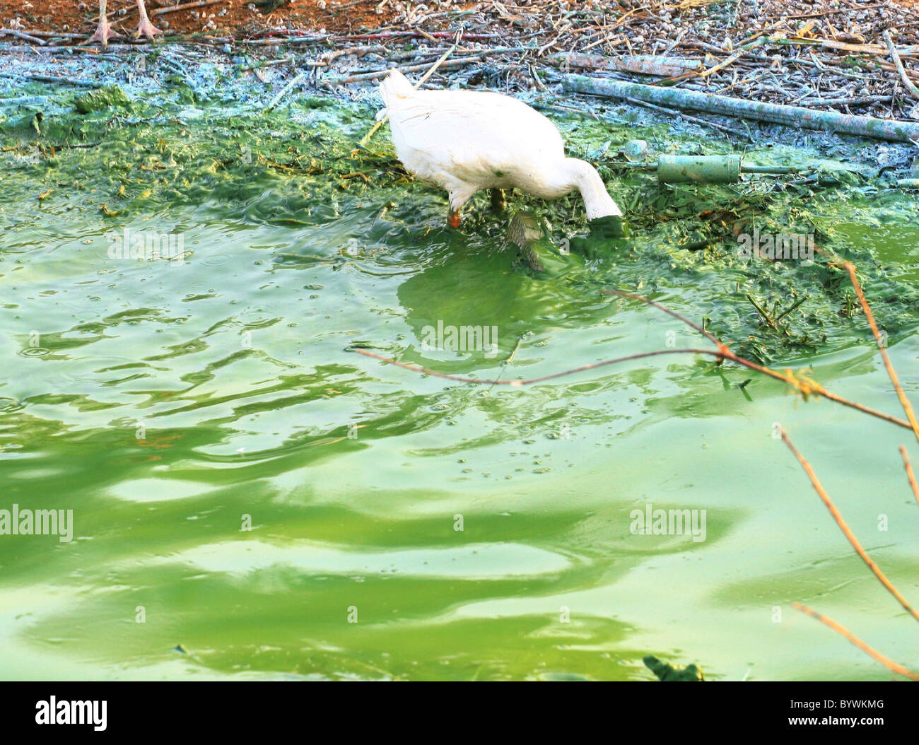 * SWAMP THING Residents of the Chinese city of Wuxi, Jiangsu are ...