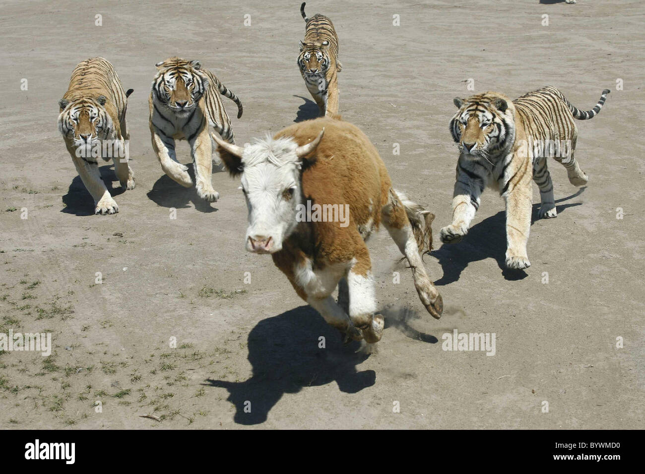 EYE OF THE TIGER A horde of hungry tigers chase after a lone cow in the ...
