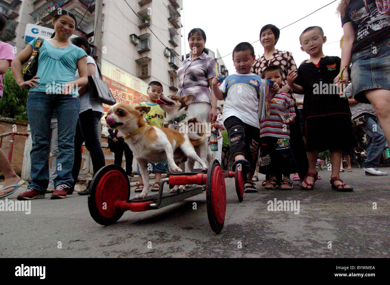 DOGGY STYLE A pair of pooches speed through the streets of Fuzhou on ...