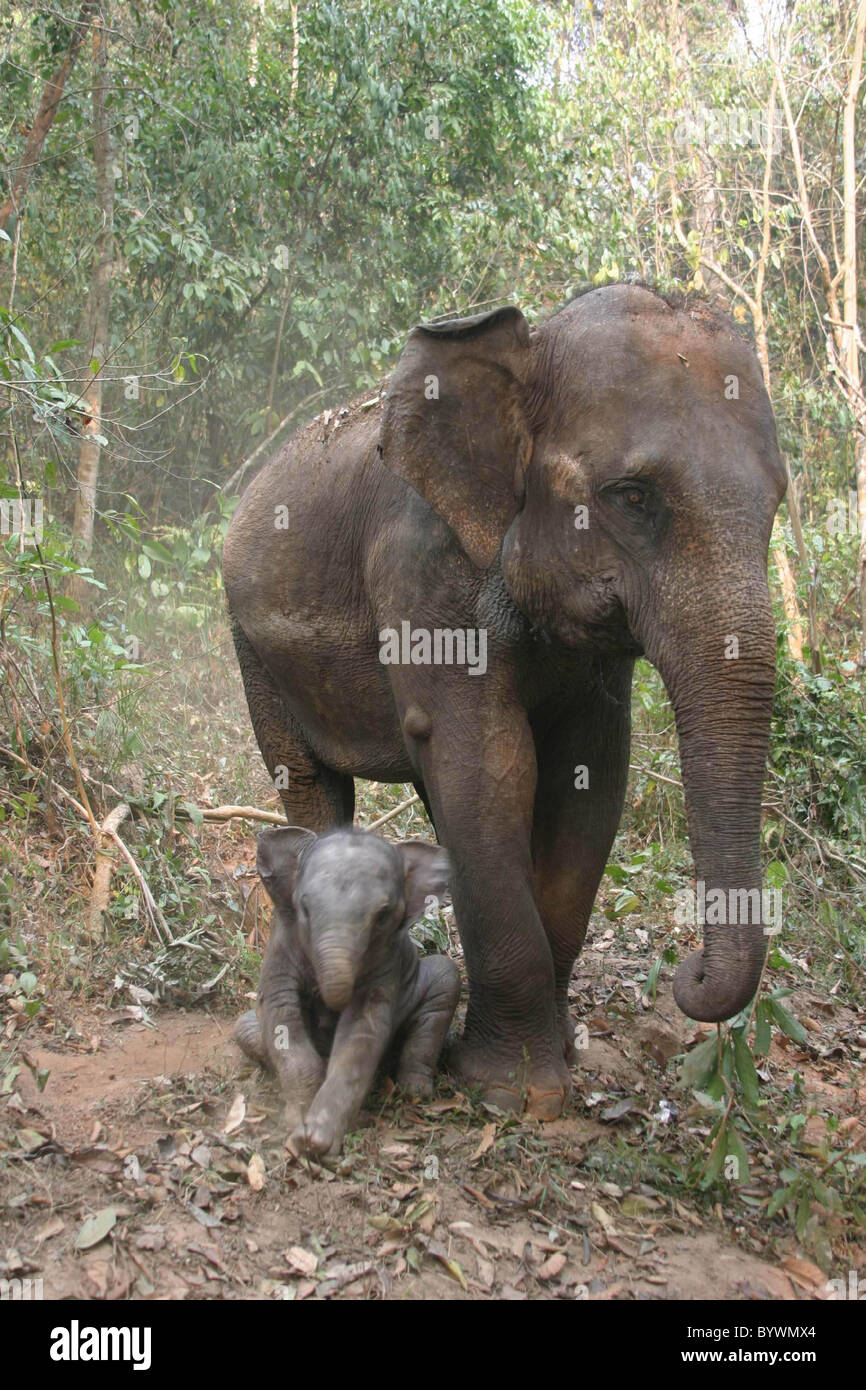 SHOCK BABY ELEPHANT A newborn wild elephant cowers under its mother ...