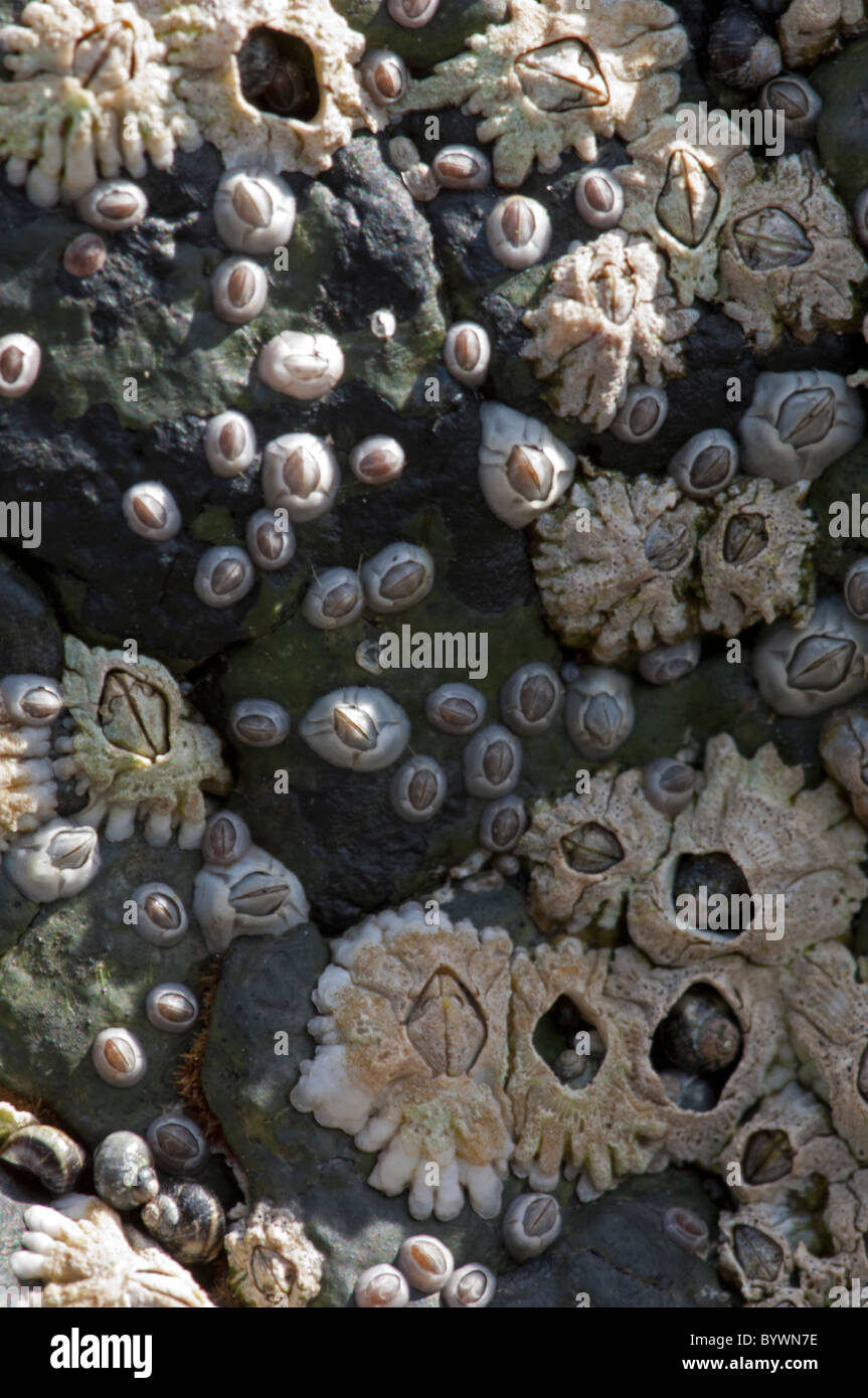 Rocky barnacles hi-res stock photography and images - Alamy