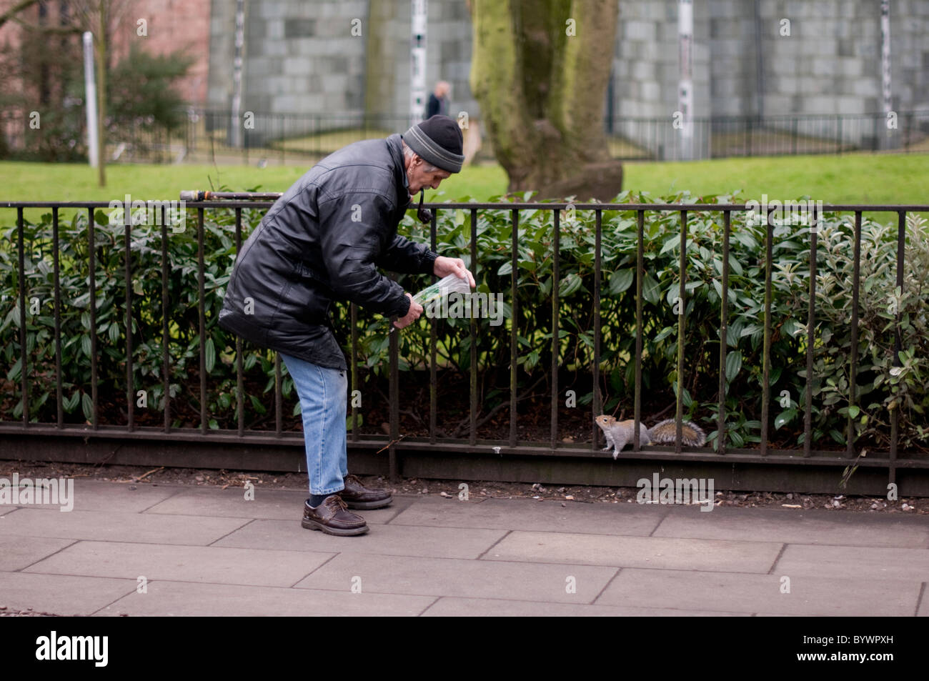 Elderly man feeding a squirrel in Coventry, UK Stock Photo - Alamy