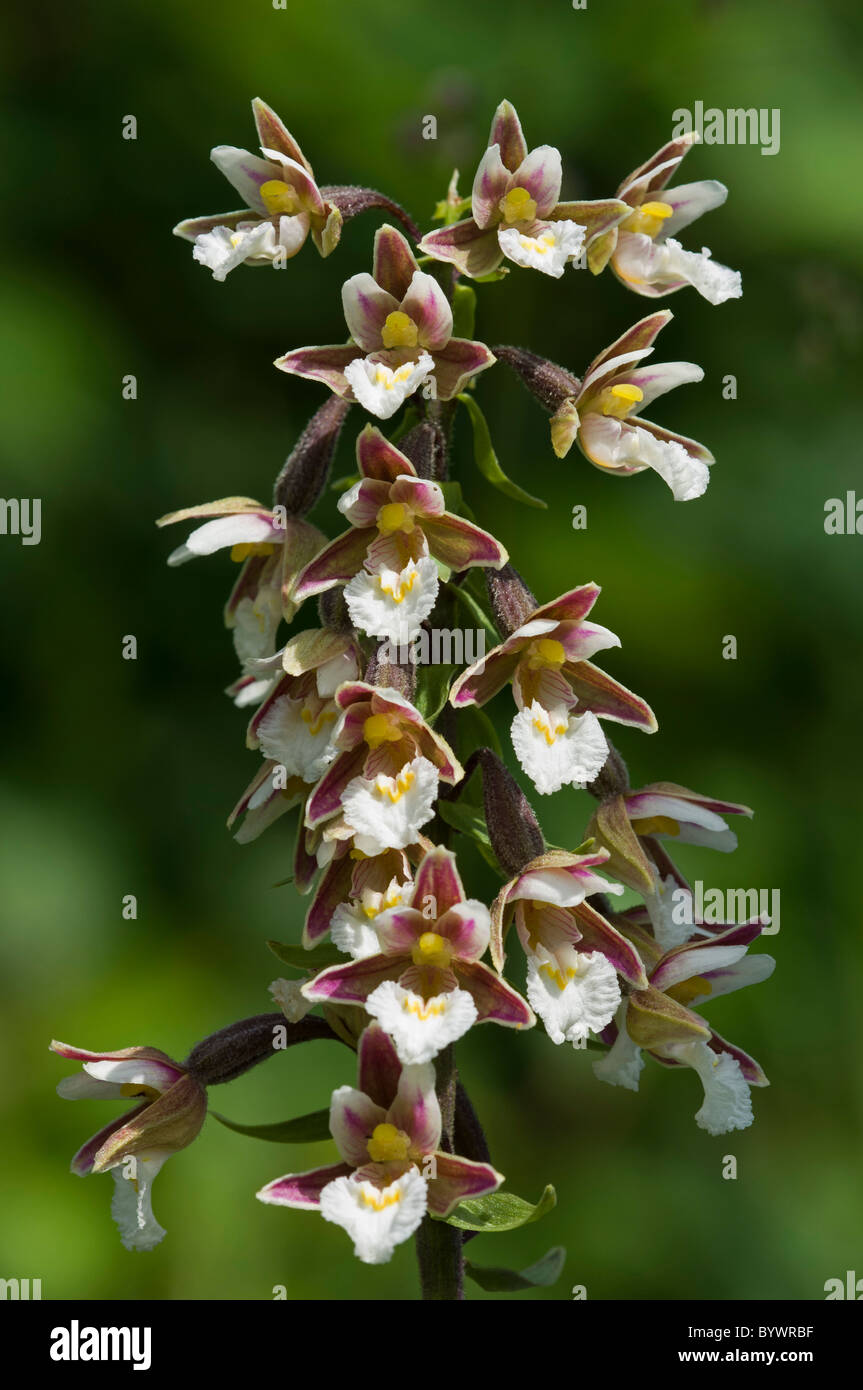 Marsh Helleborine (Epipactis palustris), flower head Stock Photo - Alamy