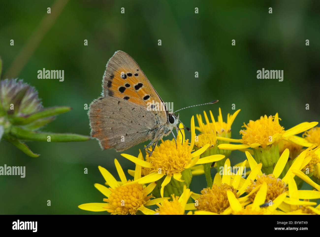 Small Copper butterfly (Lycaena phlaeas), on Ragwort Stock Photo - Alamy