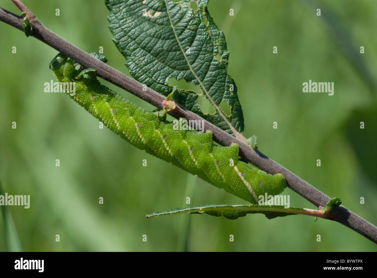 Lime Hawk-moth caterpillar (Mimas tiliae Stock Photo - Alamy