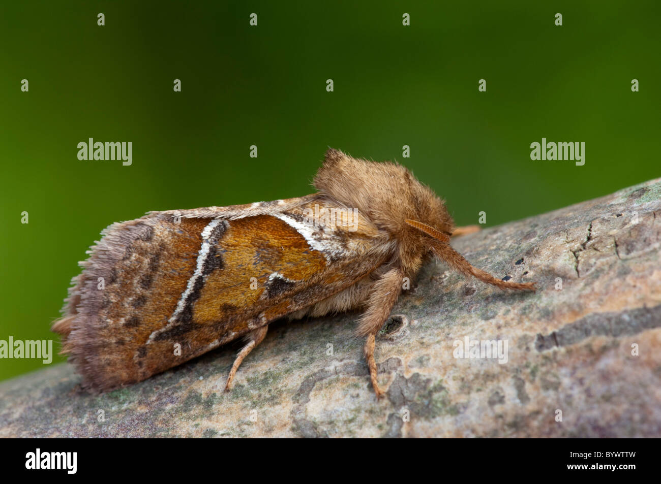 Orange Swift moth ( Hepialus sylvina), at rest on branch, male Stock ...